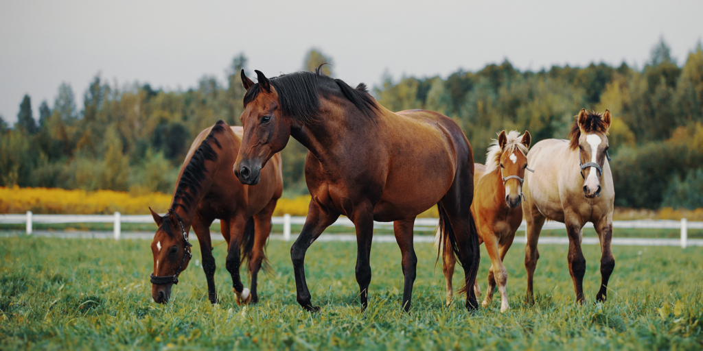 Equine – Alliance Animal Clinic
